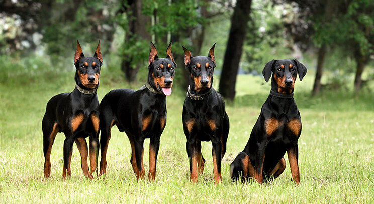 Doberman - wszystkie informacje i opis rasy - Zoocial.pl